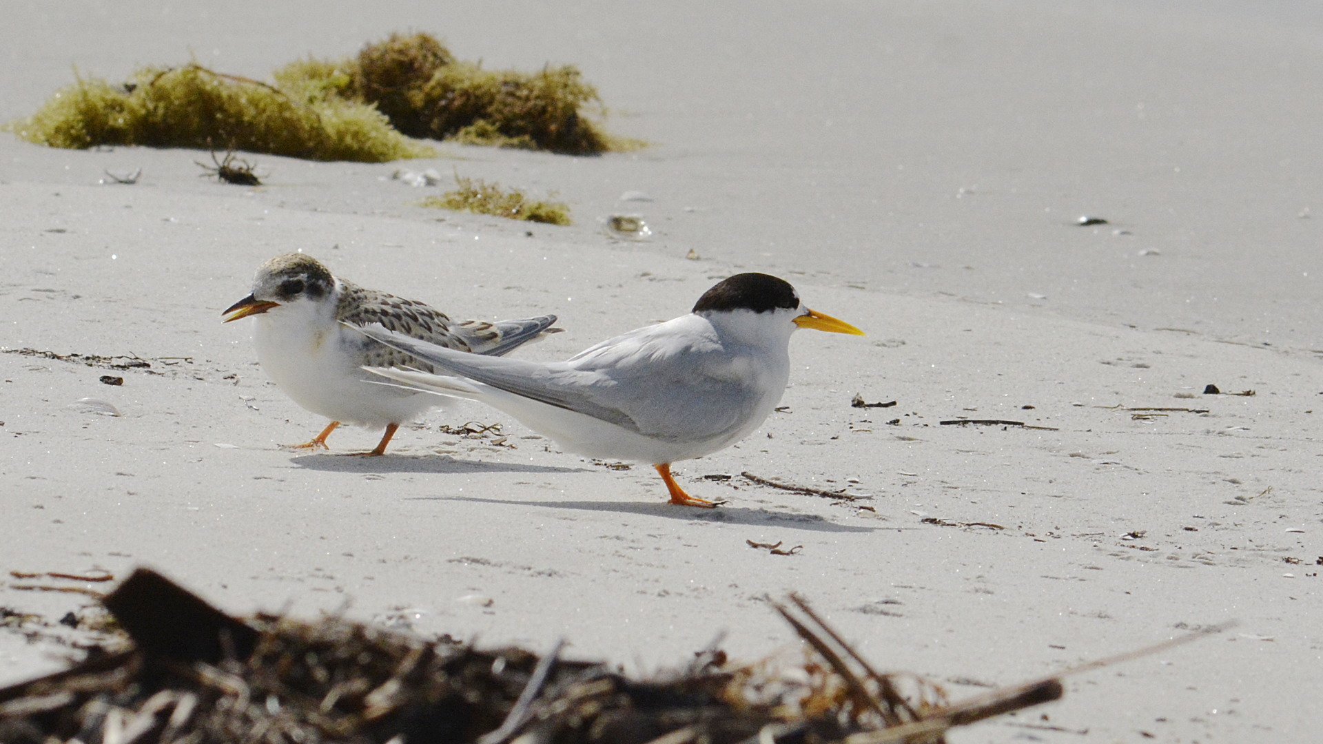 Fairy Tern 17360 - NRM South