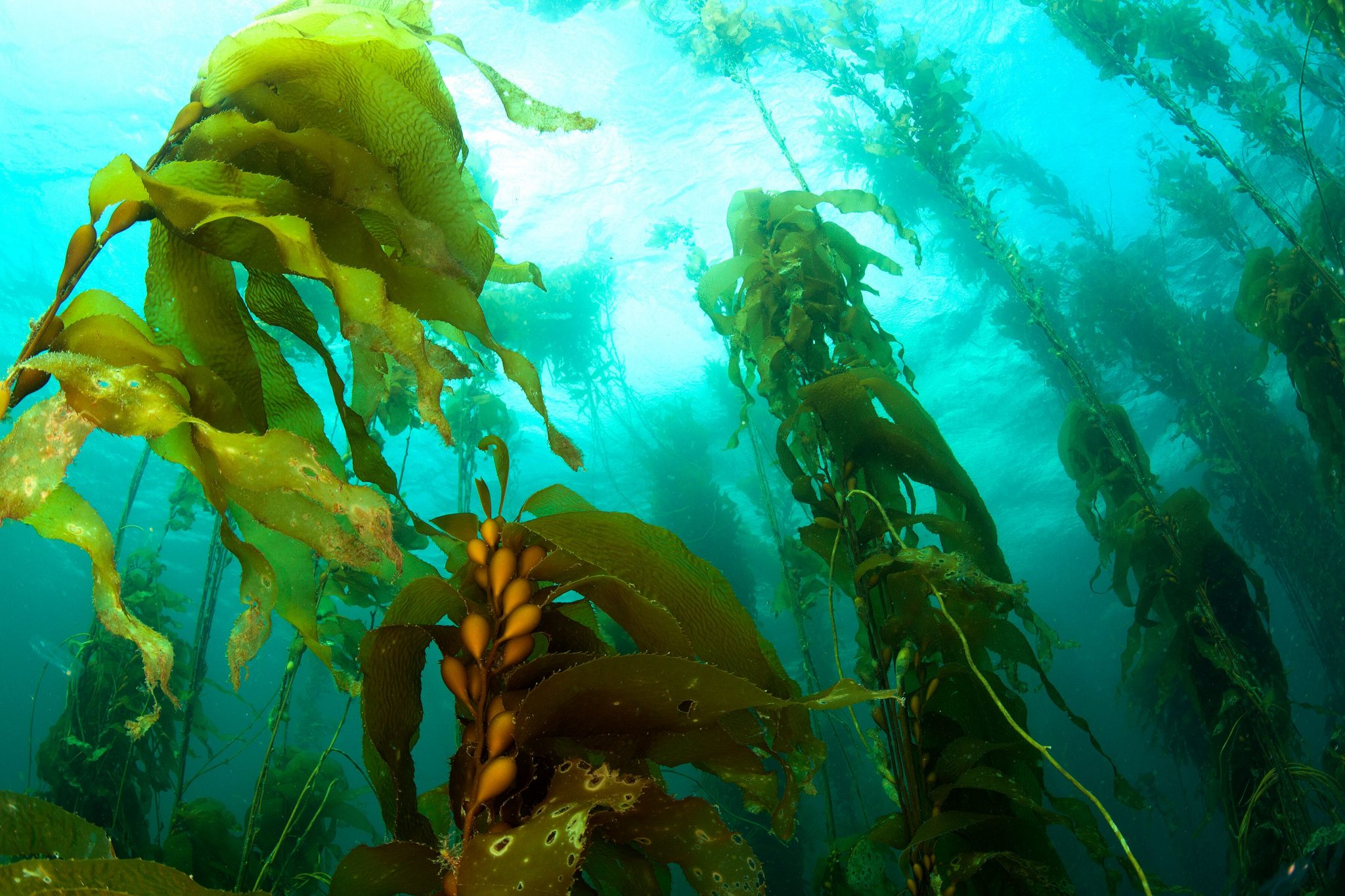TSSP co-invests in giant kelp restoration project - NRM South