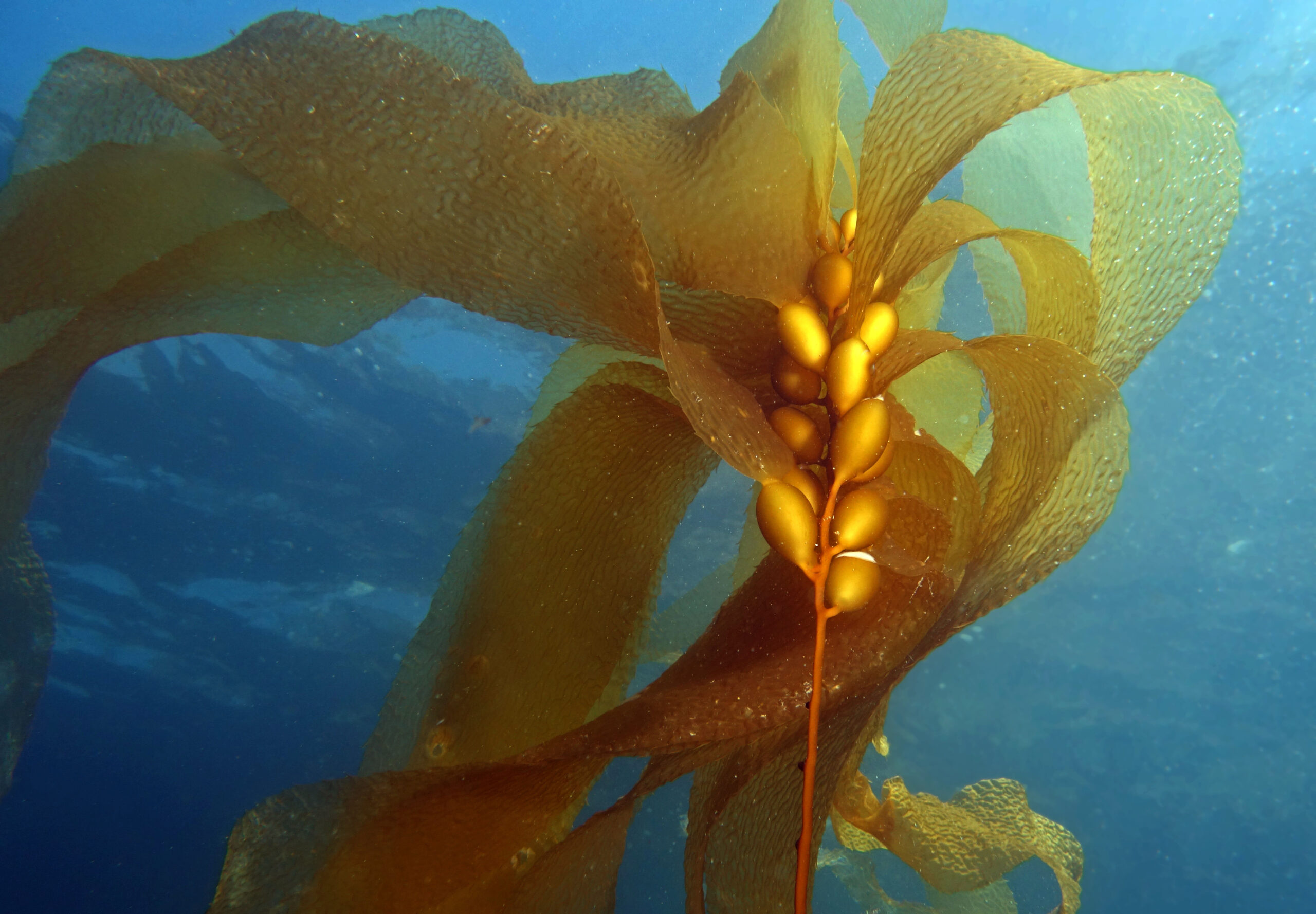 TSSP co-invests in giant kelp restoration project - NRM South