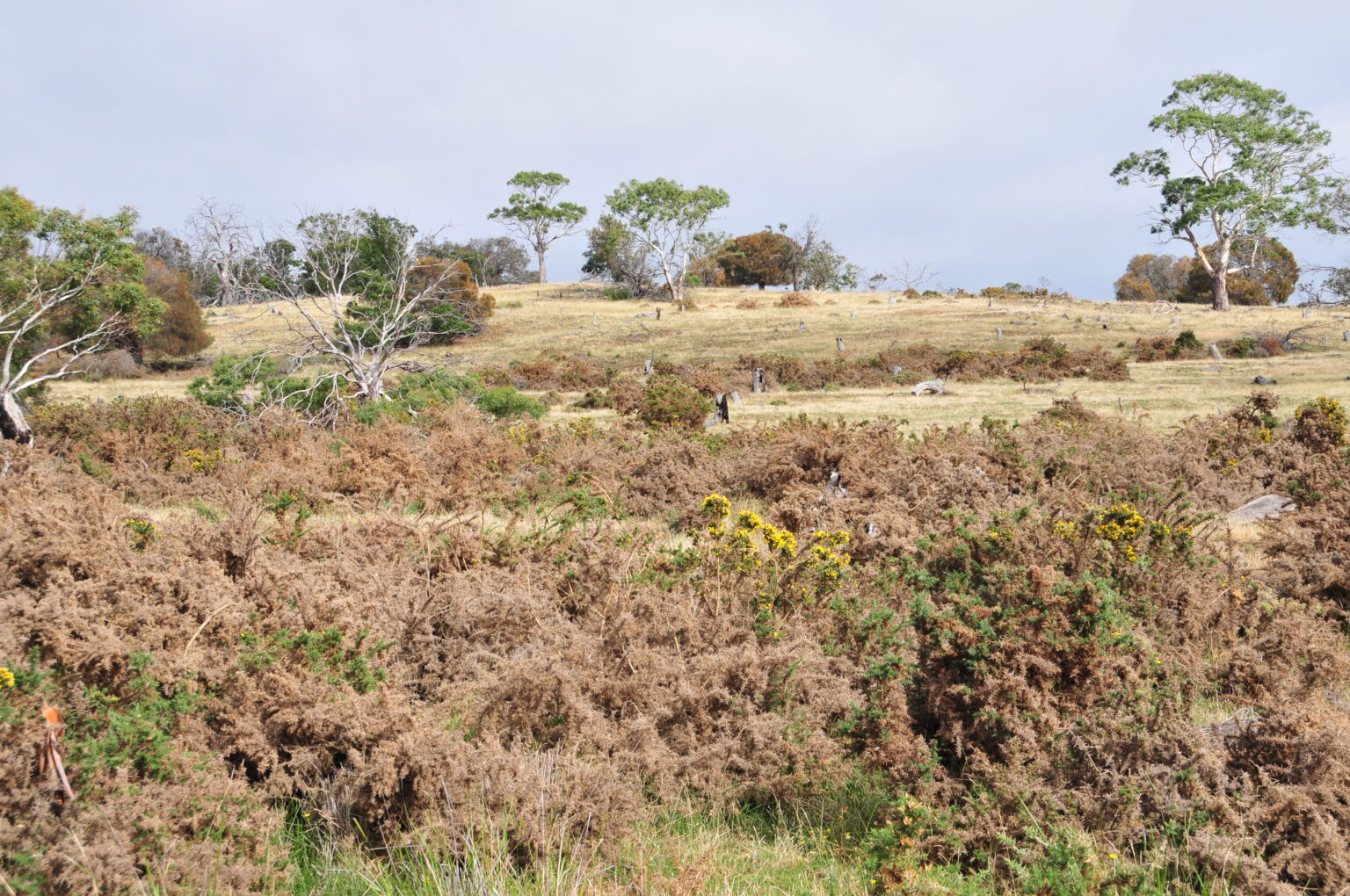 $3.5 million to tackle statewide weeds projects - NRM South