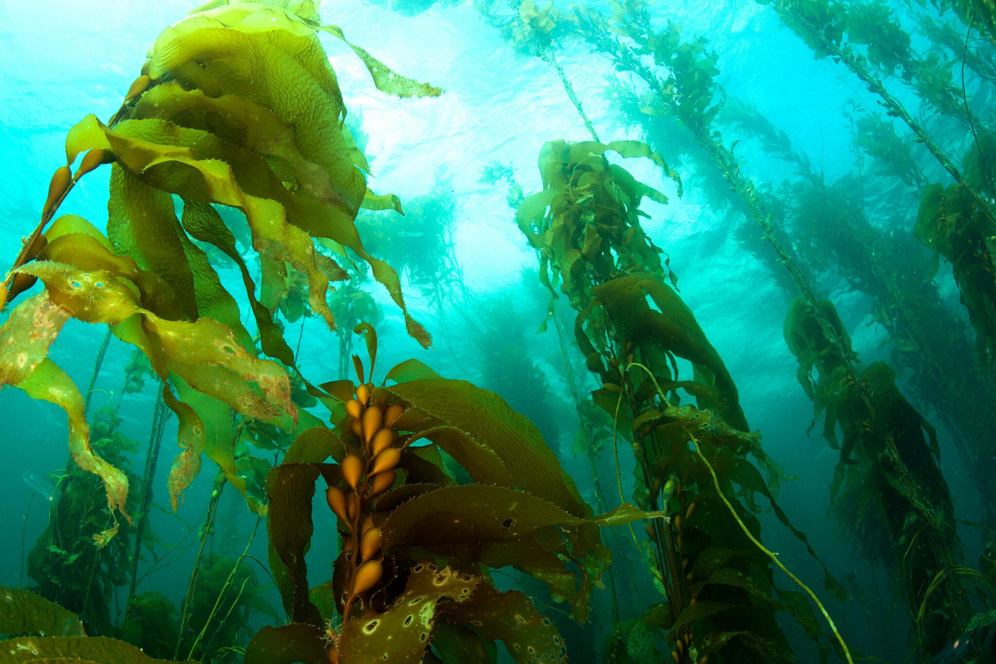 MEDIA RELEASE: Super-kelp to the rescue - NRM South