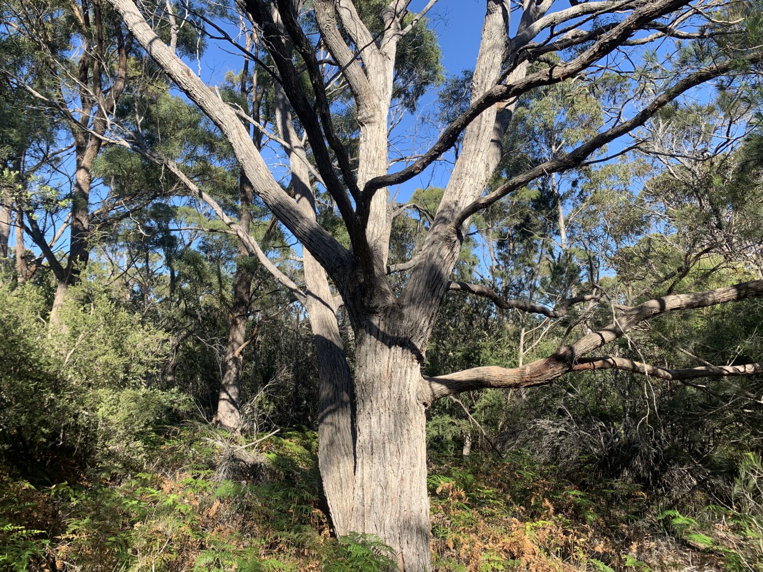 New Swift Parrot habitat protected in perpetuity - NRM South