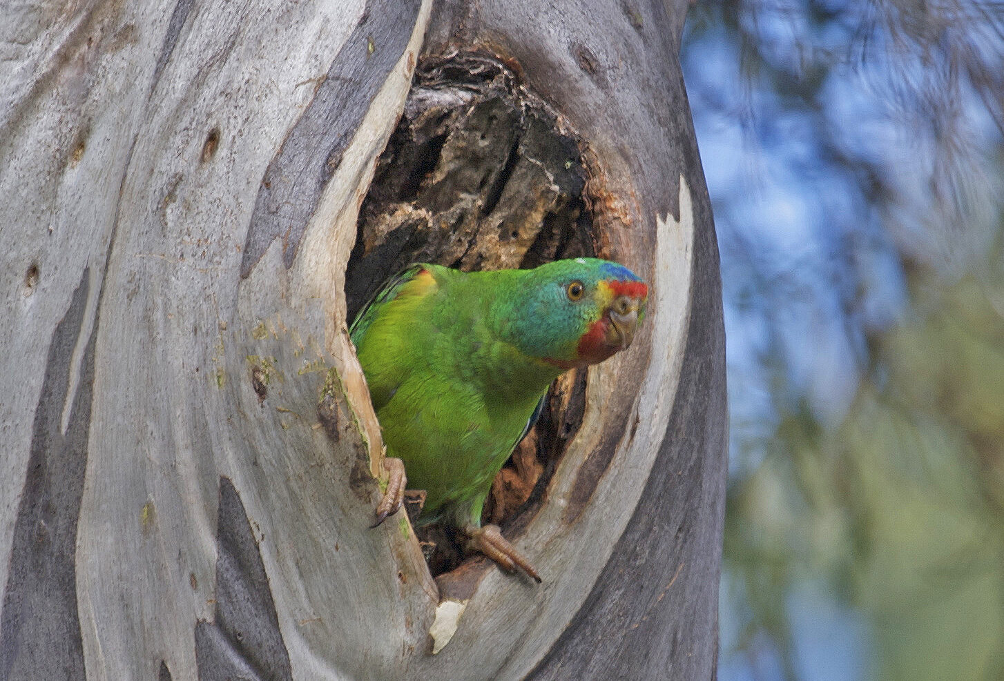 New Swift Parrot habitat protected in perpetuity - NRM South