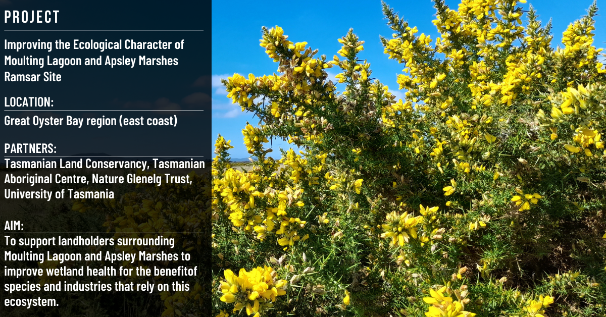 Who should you call? Gorse-busters! - NRM South