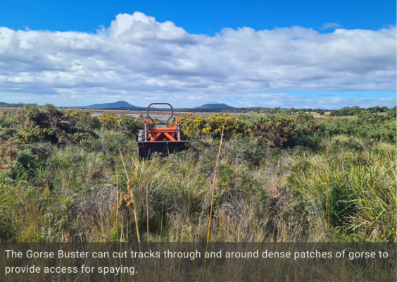 Who should you call? Gorse-busters! - NRM South
