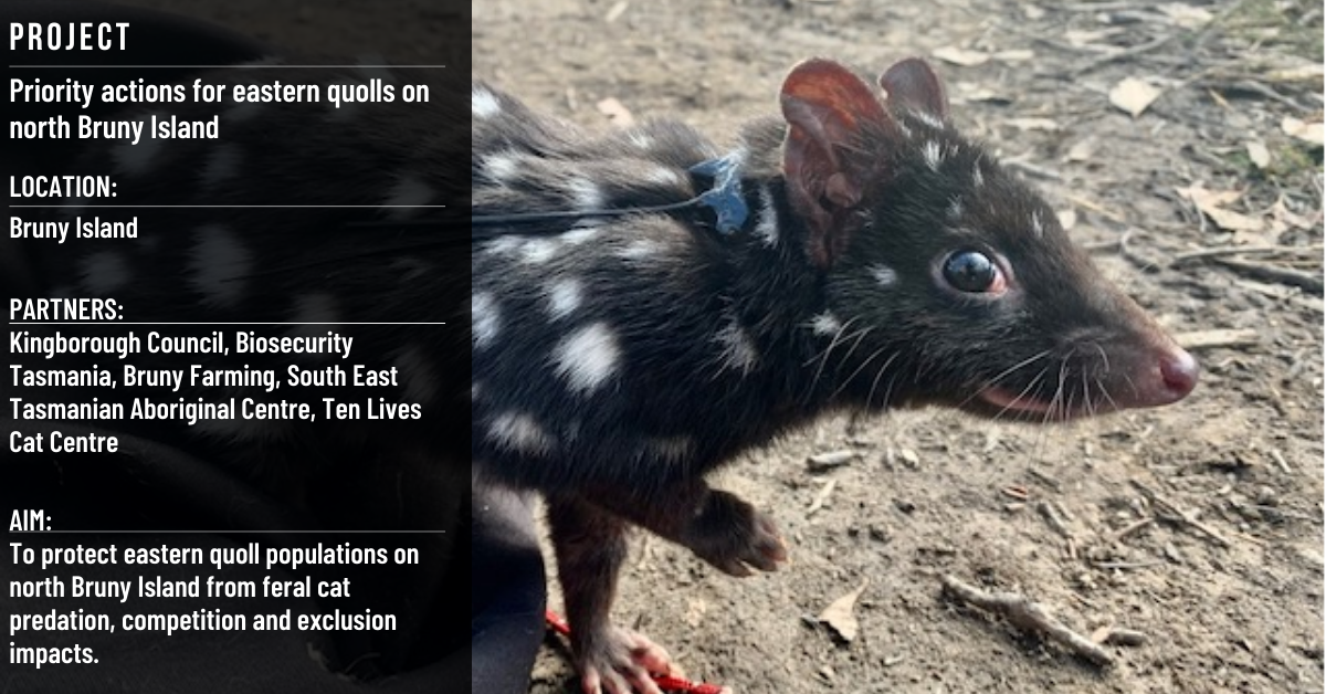 Tracking feral cats and eastern quolls with GPS technology - NRM South