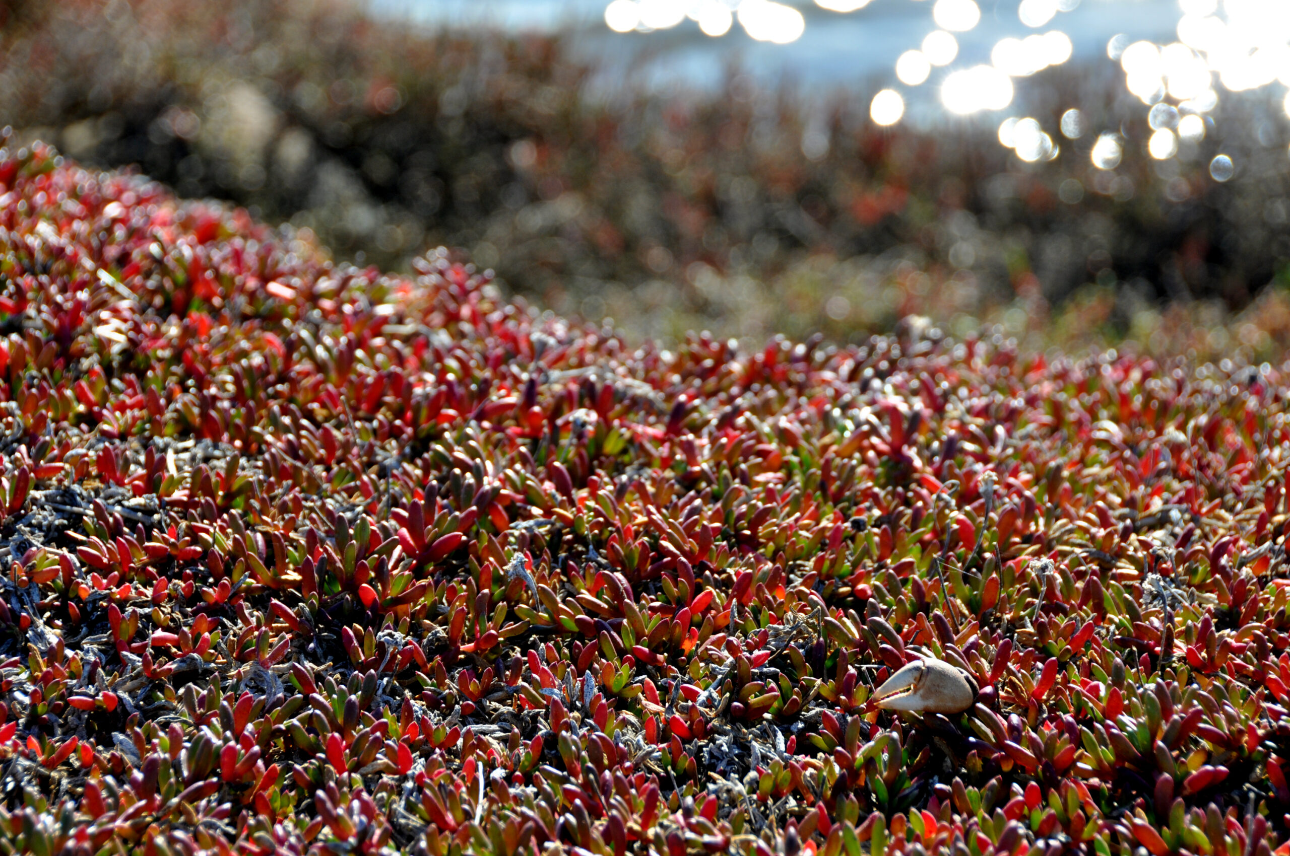 MEDIA RELEASE: True blue – restoring temperate saltmarsh for carbon ...