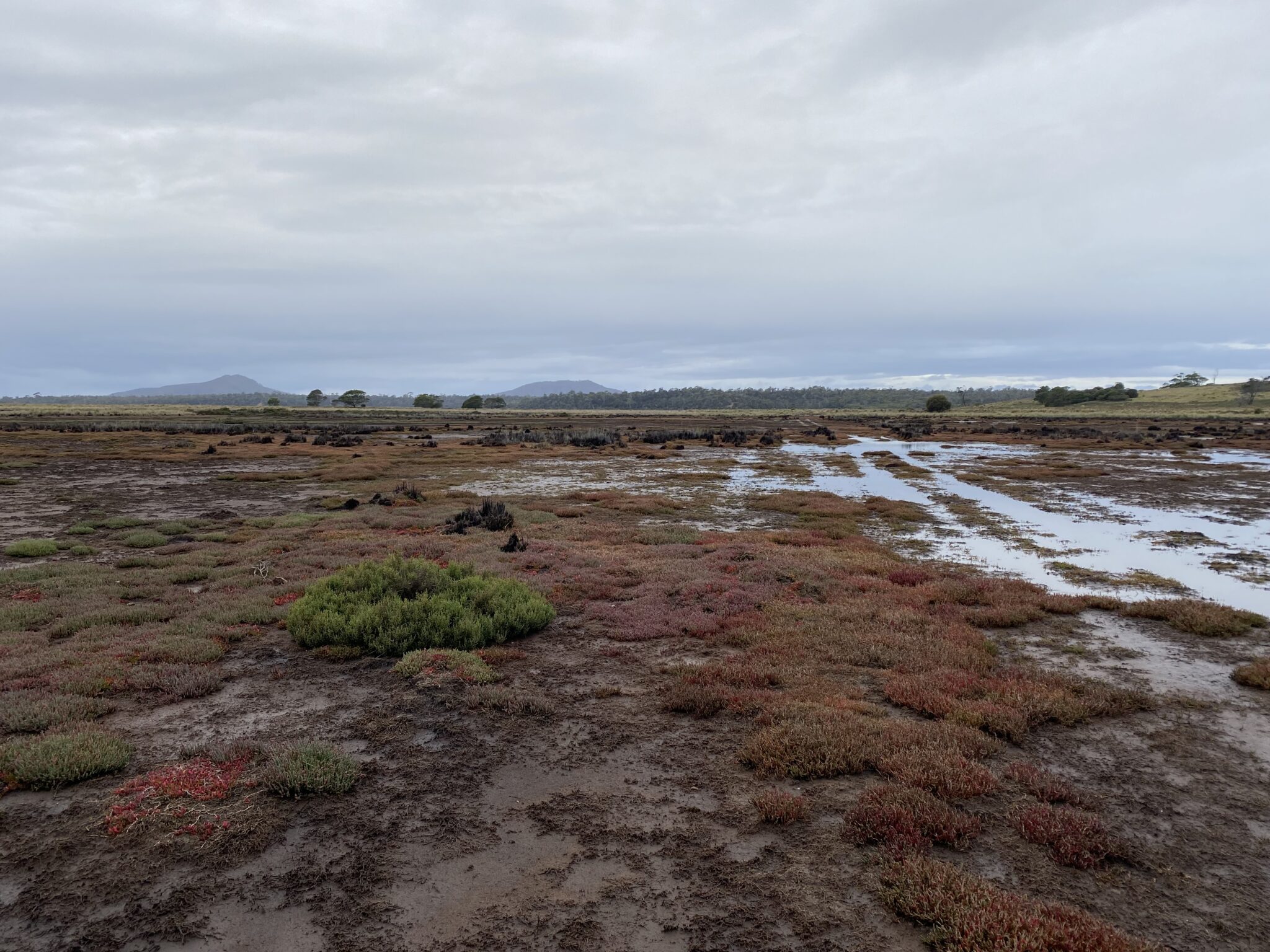 Fencing to support saltmarsh recovery - NRM South