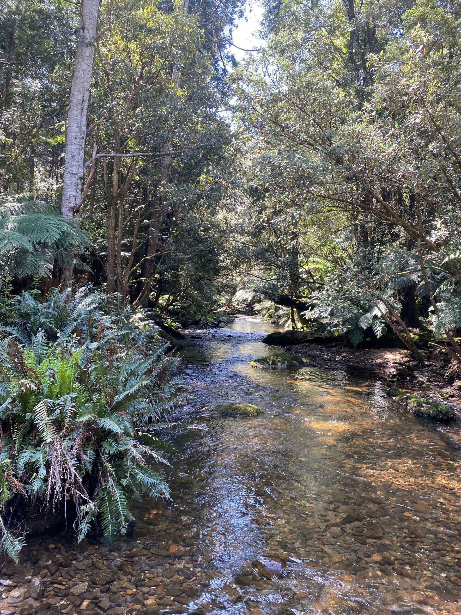Searching for Swan Galaxia - one of Australia’s most at-risk freshwater ...