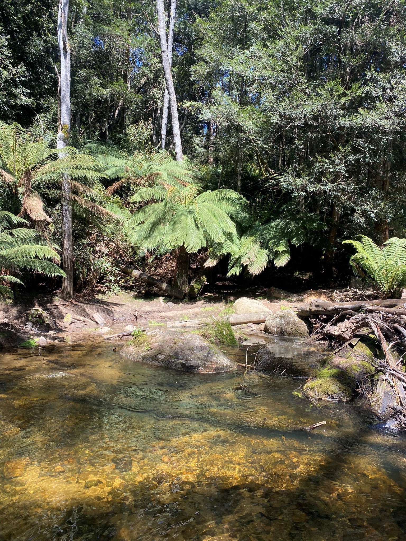 Searching for Swan Galaxia - one of Australia’s most at-risk freshwater ...
