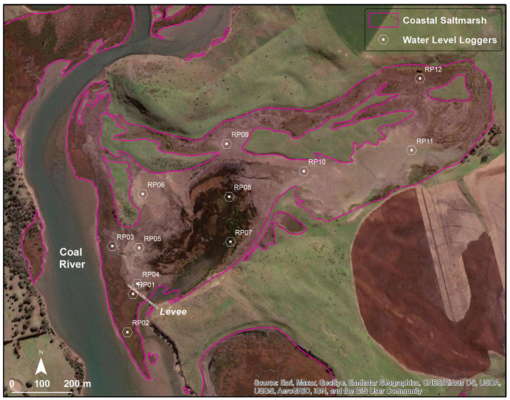 How hydrological restoration affects coastal saltmarsh regeneration and ...