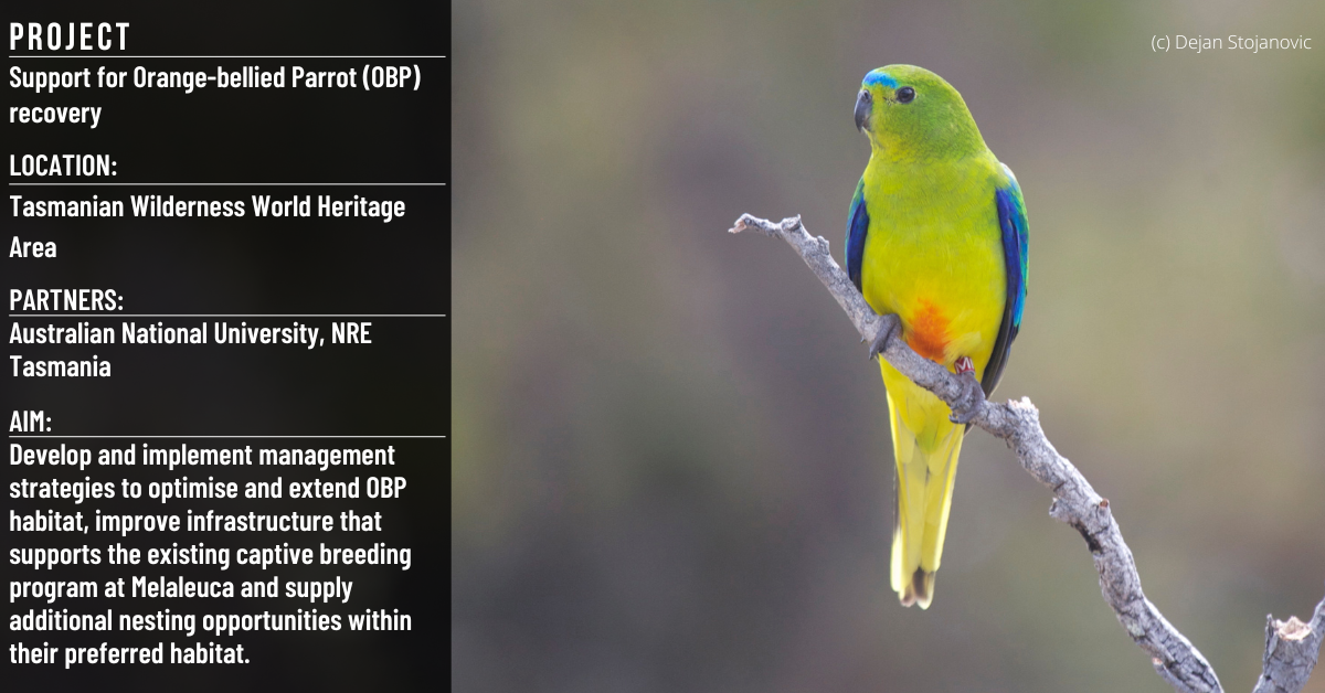 Nest hollow study - are there enough tree hollows for a growing Orange ...