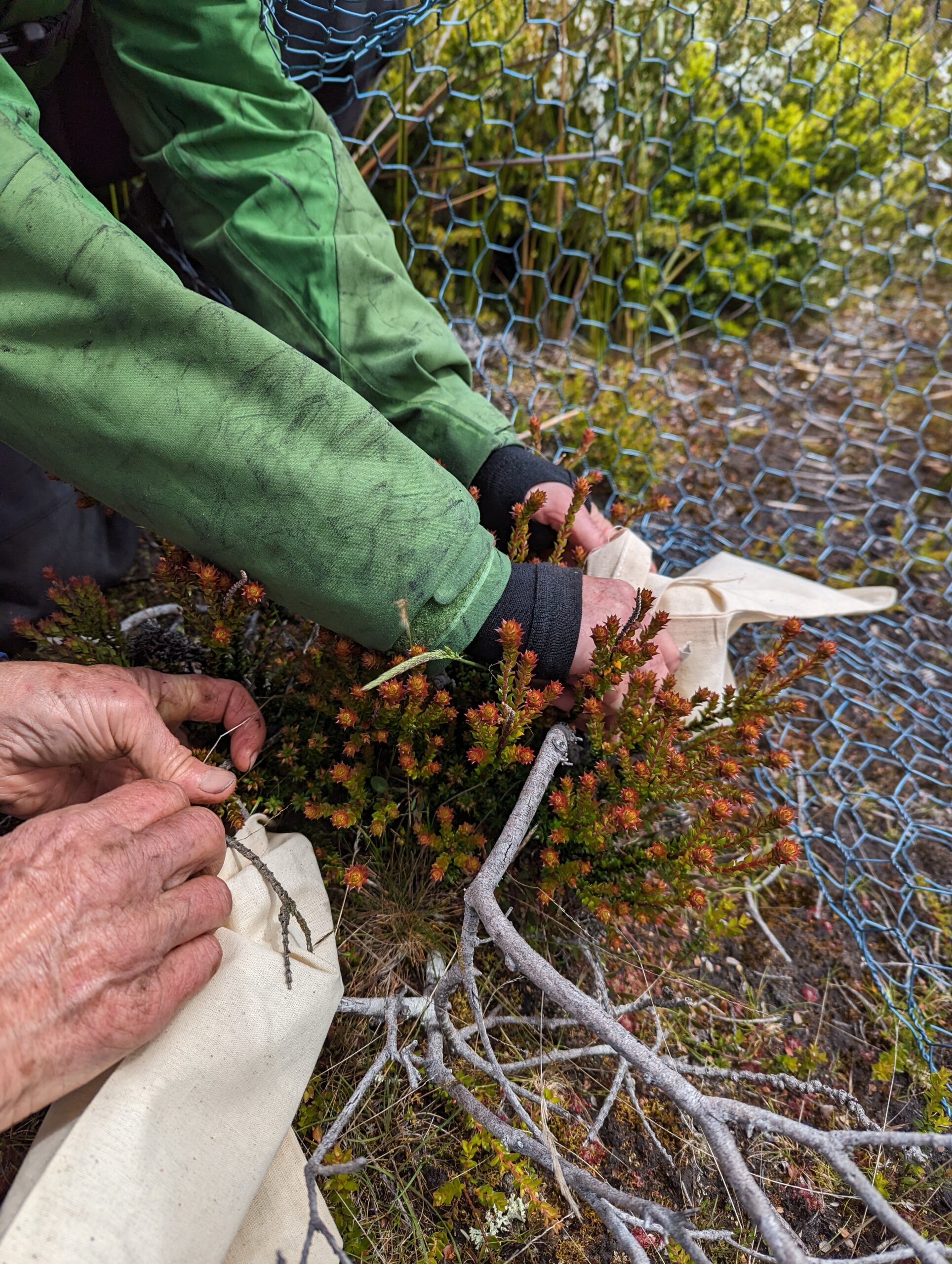 MEDIA RELEASE: It’s in the bag – wild seed collection helping to keep ...