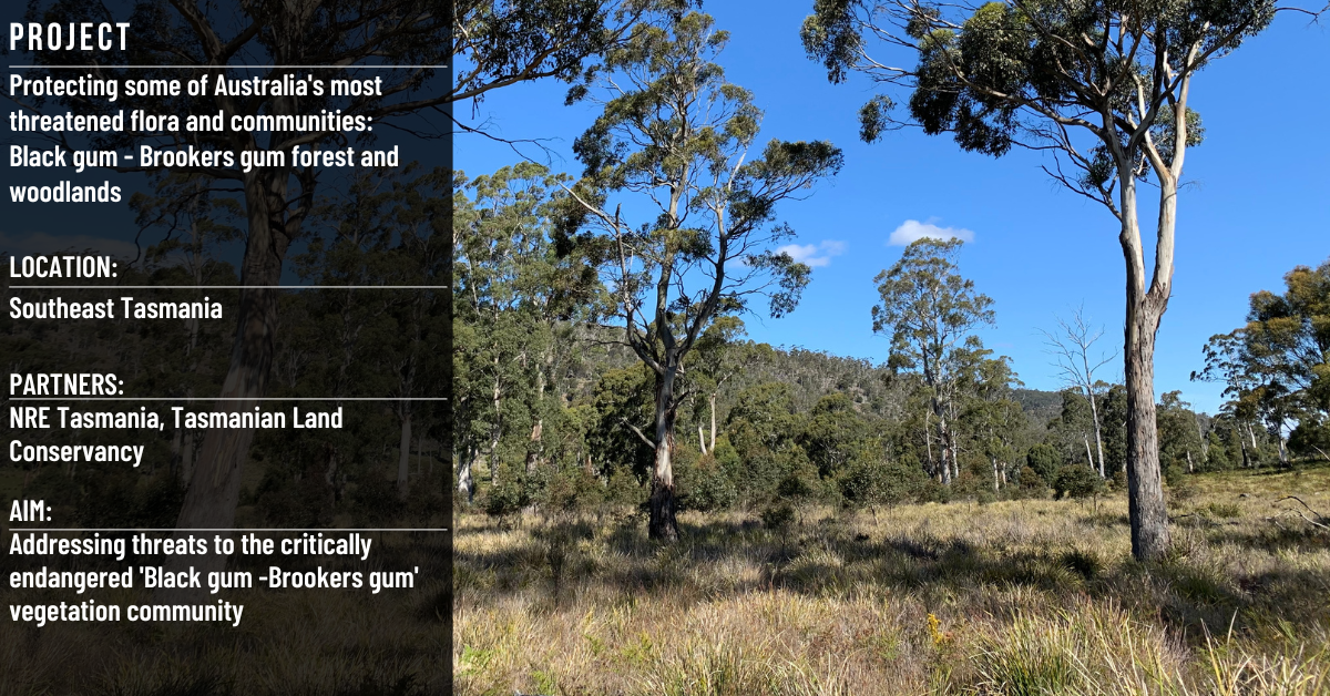 More than one approach to protect a critically endangered forest ...