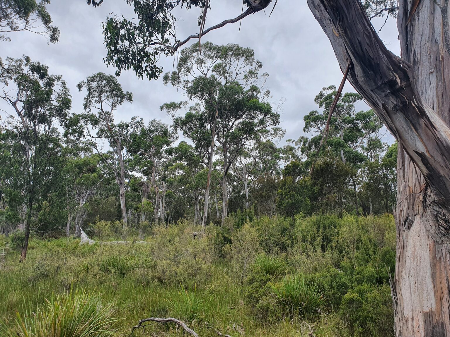 More than one approach to protect a critically endangered forest ...