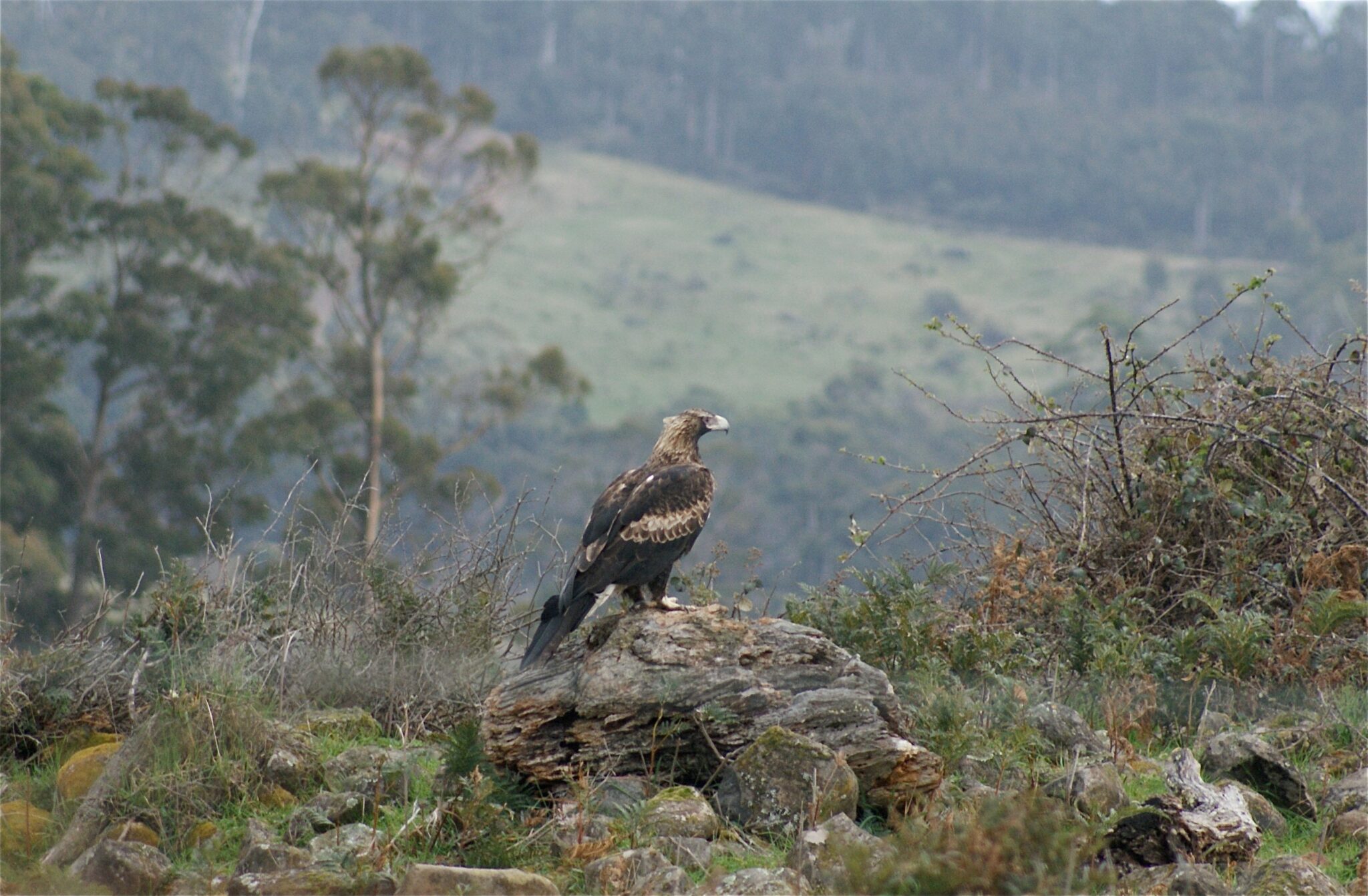 Spotlight on wattles for National Wattle Day - NRM South