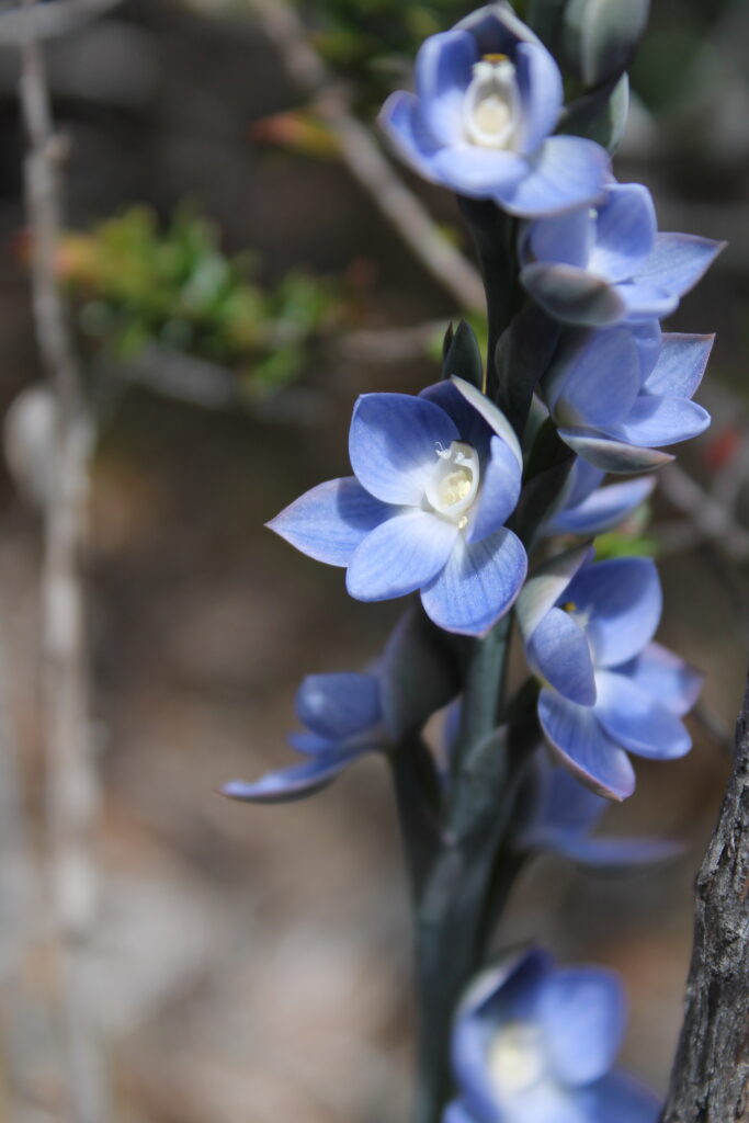Saving Swift Parrots - NRM South