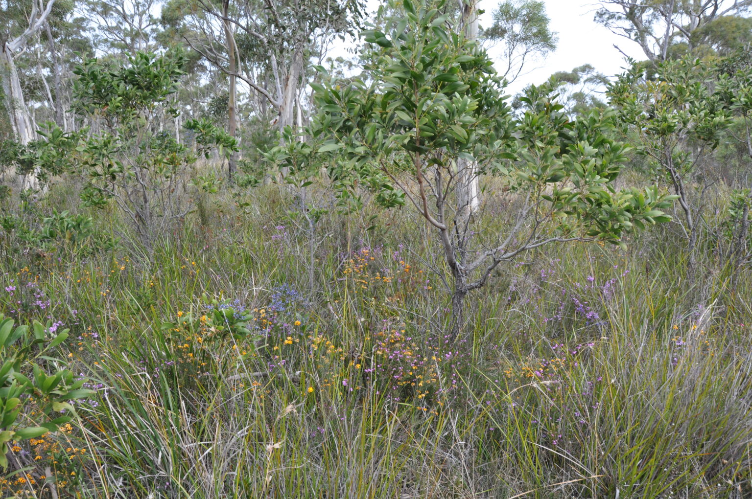 Spotlight on wattles for National Wattle Day - NRM South