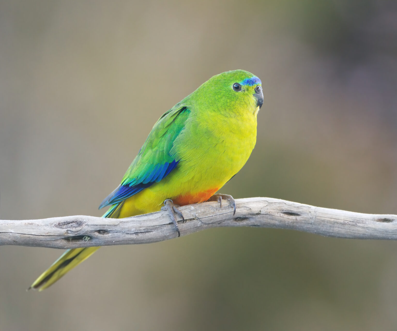 Saving Swift Parrots - NRM South