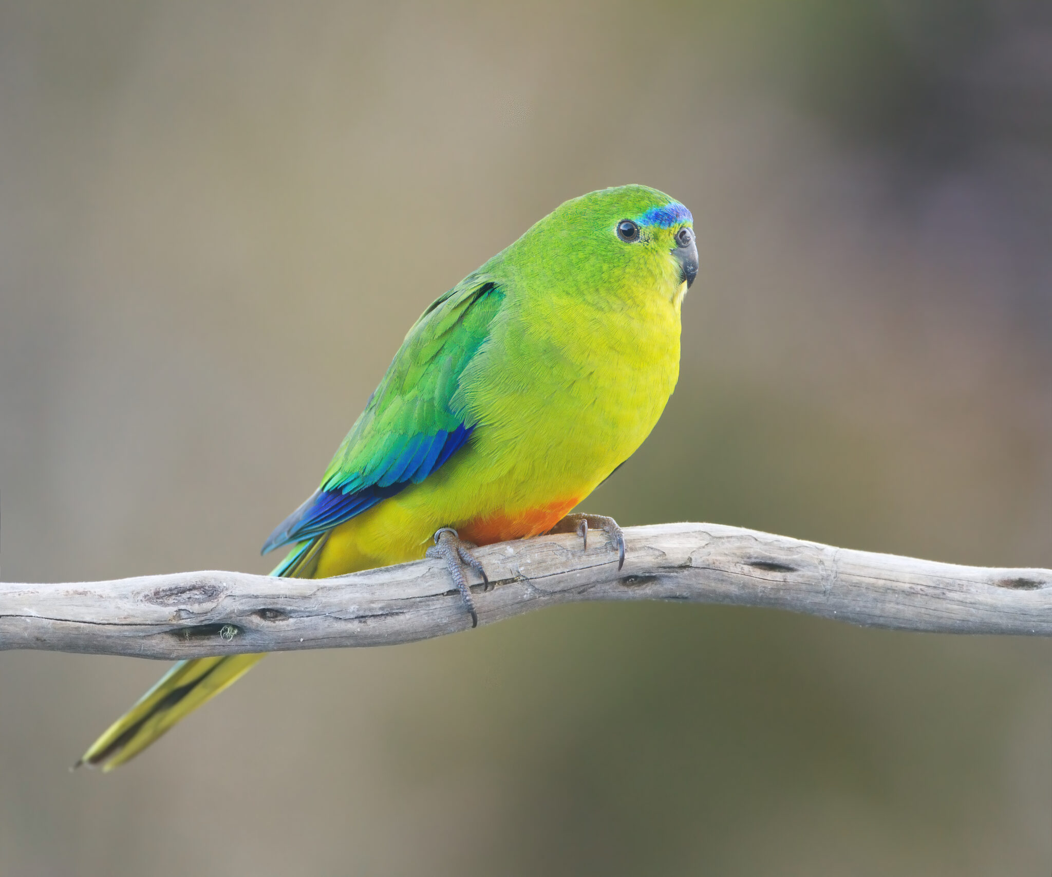 Saving Swift Parrots - NRM South
