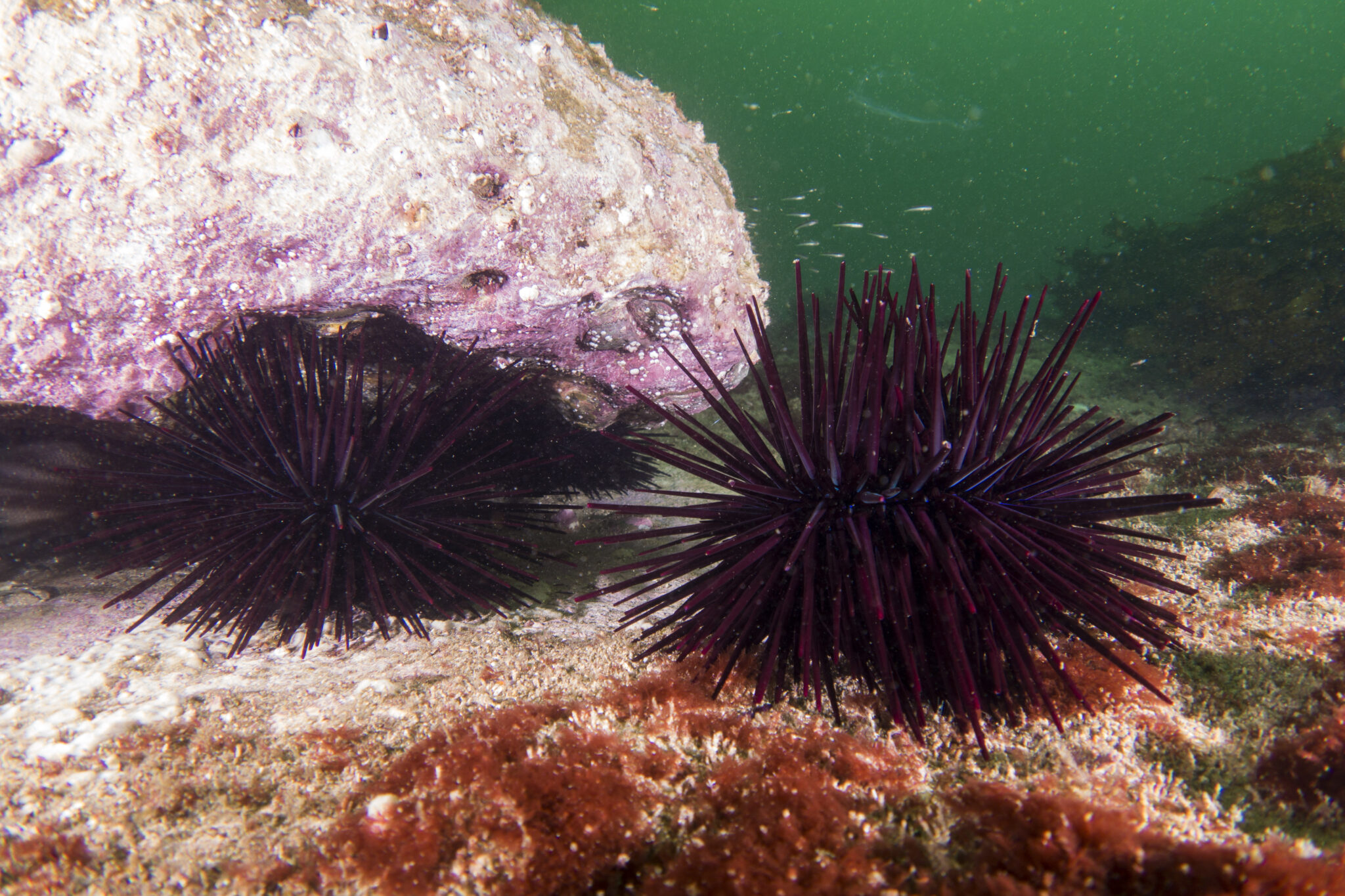Biodiversity - NRM South