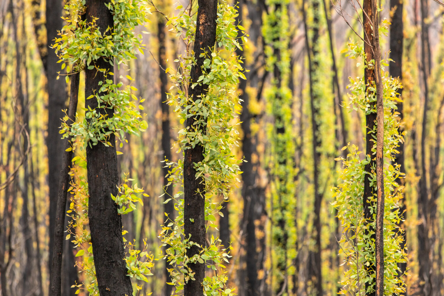 Spotlight on wattles for National Wattle Day - NRM South